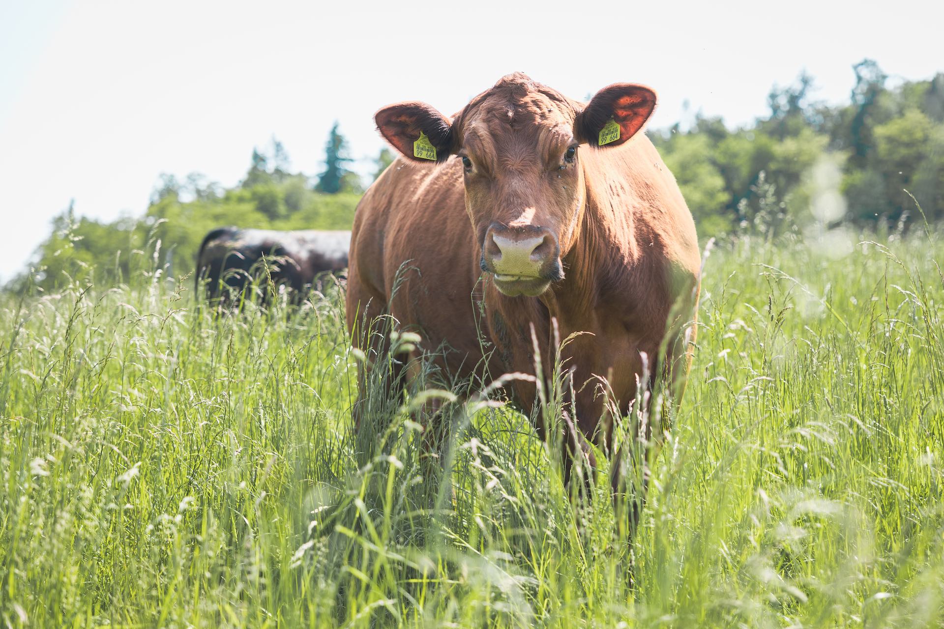 Zabergäu Angus